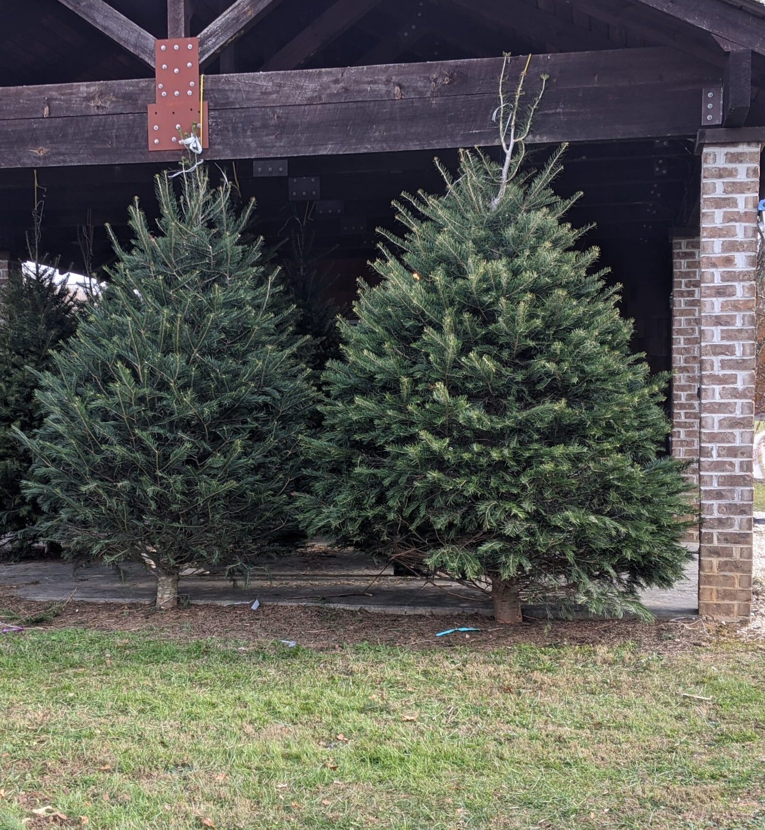 Bluebird Christmas Tree Farm